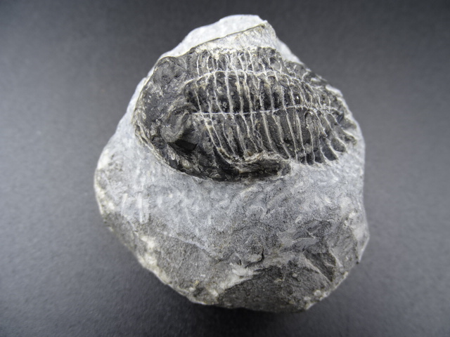 TRILOBITE ACIDASPIS 1 – Travelartcollection.com