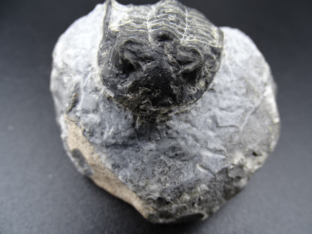 TRILOBITE ACIDASPIS 2 – Travelartcollection.com