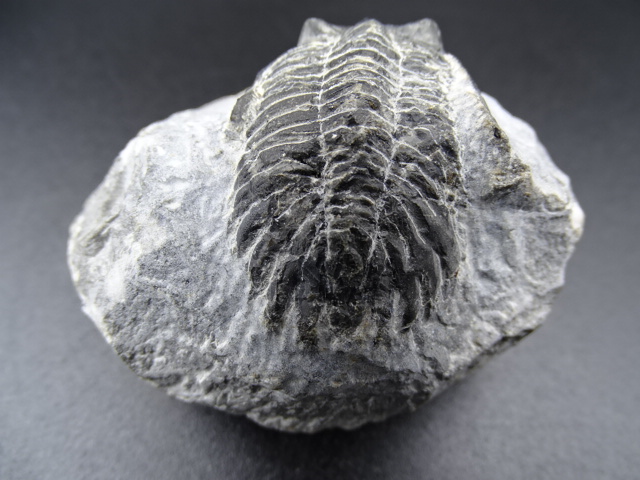 TRILOBITE ACIDASPIS 3 – Travelartcollection.com