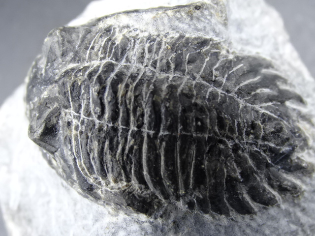 TRILOBITE ACIDASPIS 7 – Travelartcollection.com