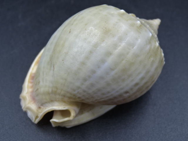 COQUILLAGE PERLE 11 – Travelartcollection.com