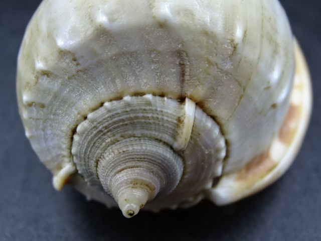 COQUILLAGE PERLE 5 – Travelartcollection.com