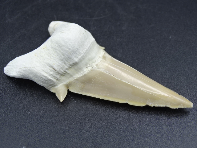 Dent de requin fossile (1) – Travelartcollection.com