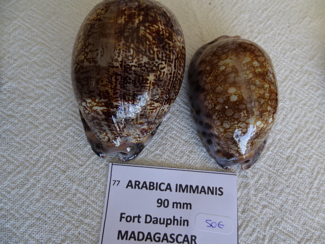 arabica (8) – Travelartcollection.com