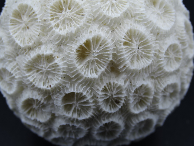 corail cerveau taill├® (4) – Travelartcollection.com