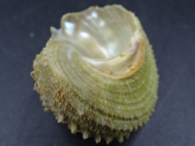 ASTRAEA RUGOSA (10) – Travelartcollection.com