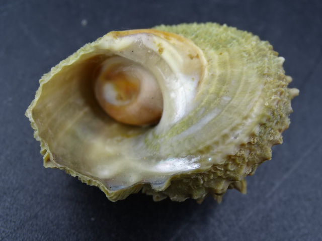 ASTRAEA RUGOSA (11) – Travelartcollection.com