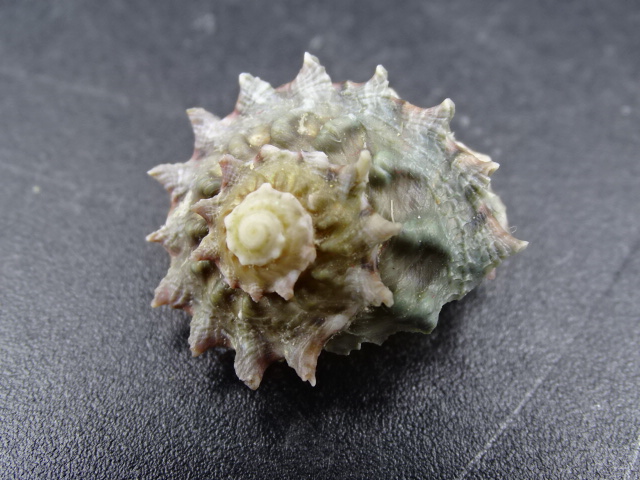 ASTRAEA RUGOSA (7) – Travelartcollection.com