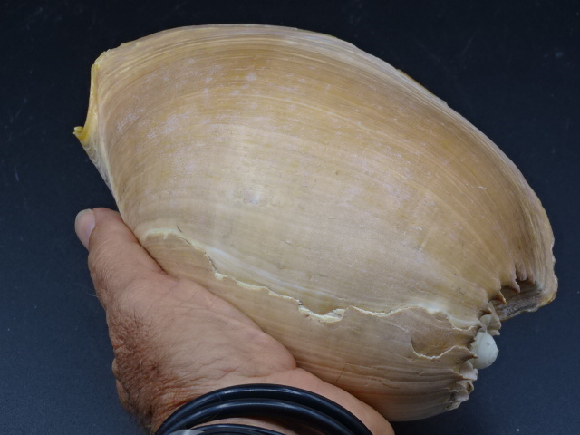 melo orange (6) – Travelartcollection.com