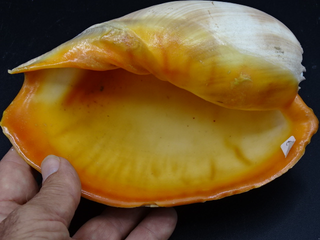 melo orange (8) – Travelartcollection.com