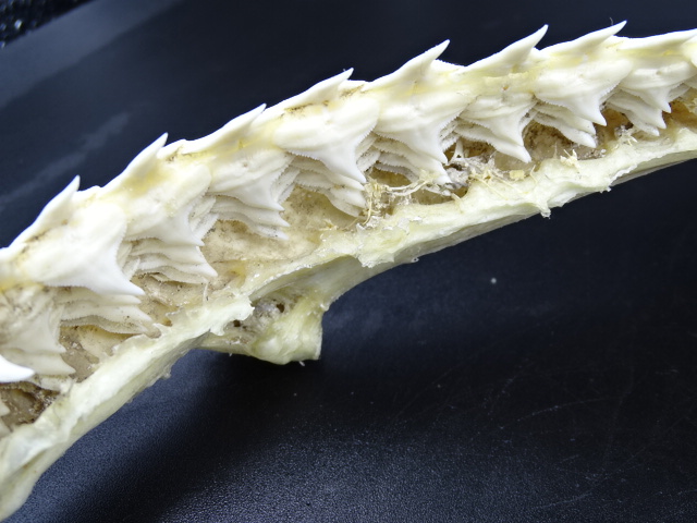 Machoire de Requin n°13 (8) – Travelartcollection.com