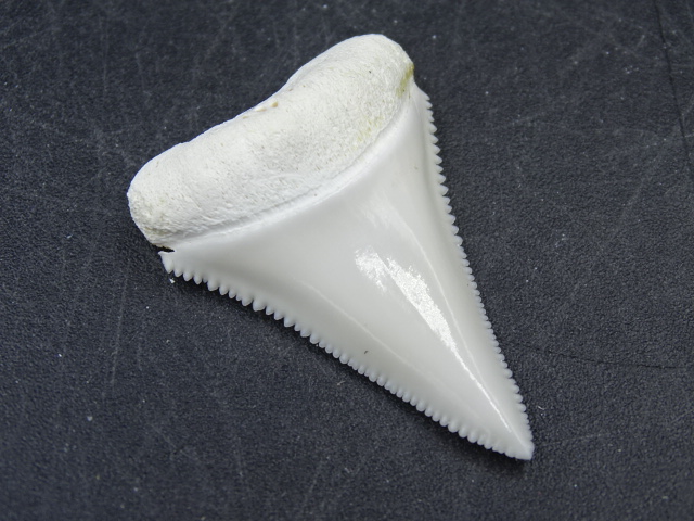 Dent de requin blanc 3,5cm x 2,6cm (2) – Travelartcollection.com