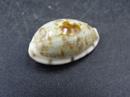 Latior (1) – Travelartcollection.com