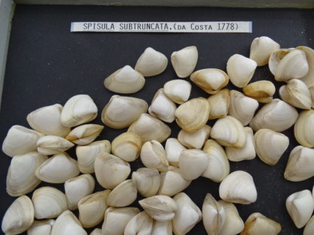 Boîte 32 : Spisula Subtruncata – Travelartcollection.com