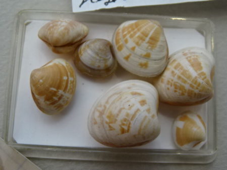 Boite 33 Pitar Rudis (3) – Travelartcollection.com