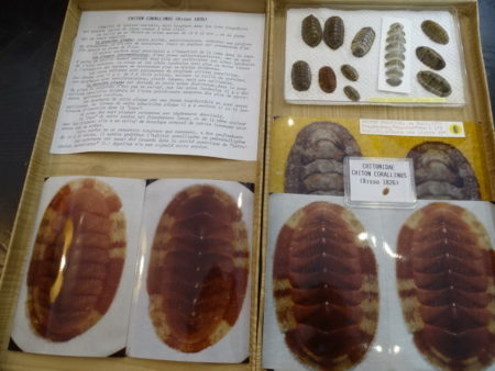 Boite 112 Chitons polyplacophores (1) – Travelartcollection.com