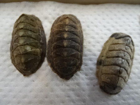 Boite 112 Chitons polyplacophores (4) – Travelartcollection.com