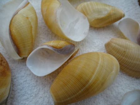 Boite 114 Scaphander Lignarius (7) – Travelartcollection.com