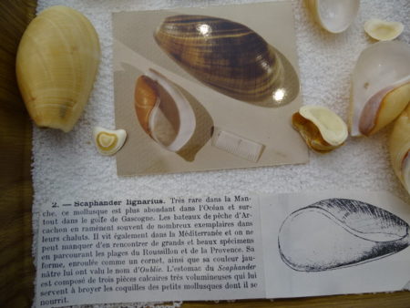 Boite 114 Scaphander Lignarius (8) – Travelartcollection.com