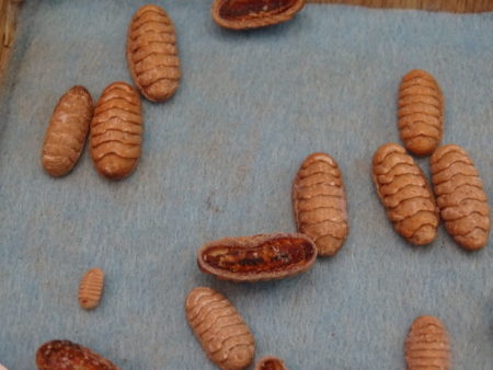 Boite 74 Lépidopleurus (7) – Travelartcollection.com