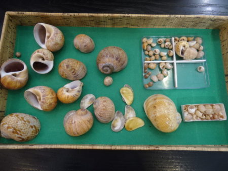 Boite 96 Natica (1) – Travelartcollection.com