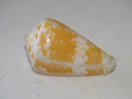 Conus ermineus orange – Travelartcollection.com