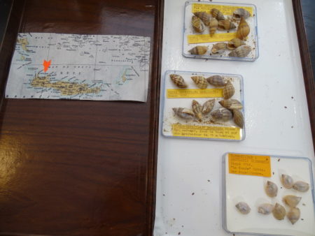 New Box 23 Hinia Reticulata (1) – Travelartcollection.com