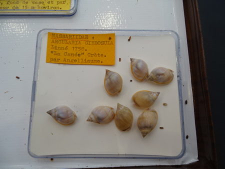 New Box 23 Hinia Reticulata (10) – Travelartcollection.com