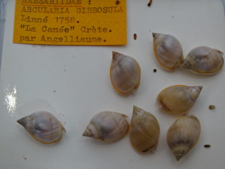 New Box 23 Hinia Reticulata (4) – Travelartcollection.com