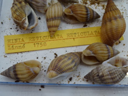 New Box 23 Hinia Reticulata (7) – Travelartcollection.com