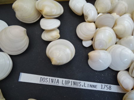 New Box 34 Dosinia Lupinus (9) – Travelartcollection.com