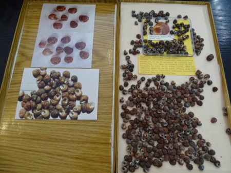 New Box 8 Clanculus Cruciatus (1) – Travelartcollection.com