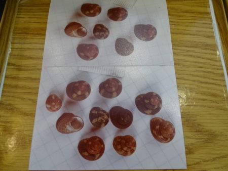 New Box 8 Clanculus Cruciatus (10) – Travelartcollection.com