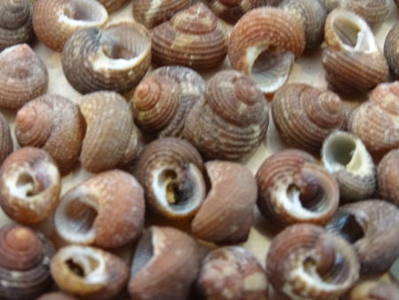 New Box 8 Clanculus Cruciatus (2) – Travelartcollection.com