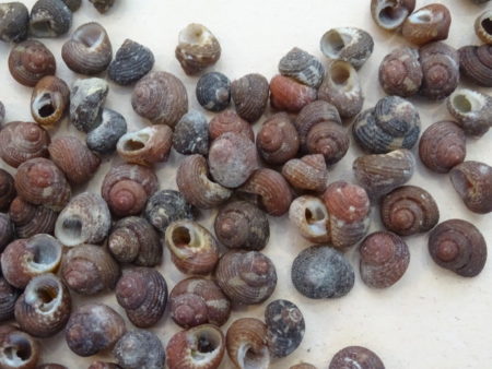 New Box 8 Clanculus Cruciatus (3) – Travelartcollection.com