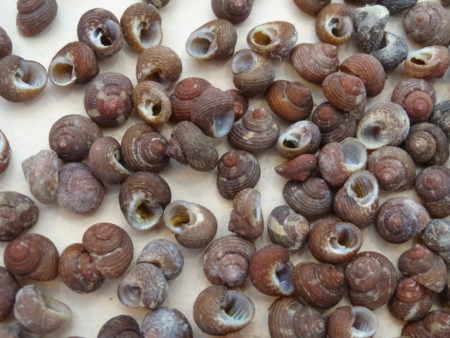 New Box 8 Clanculus Cruciatus (6) – Travelartcollection.com